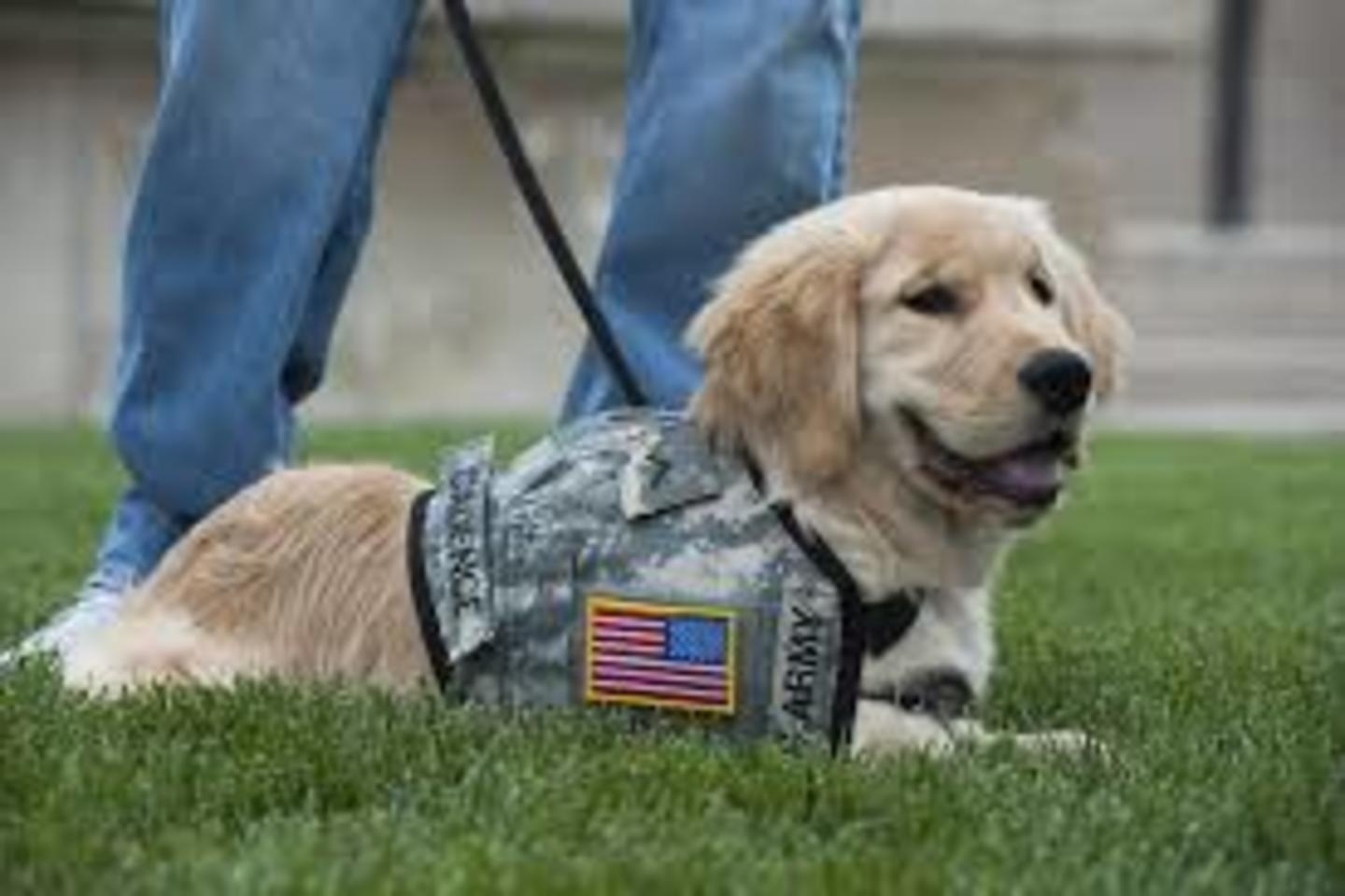 VFW Disabled Veteran Service Dog Training - VFW Post 9650, Anderson, Ca